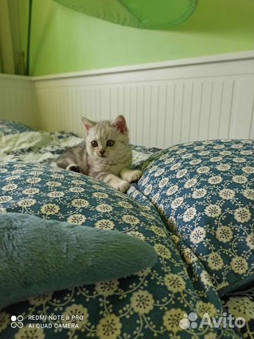 Шотландский котенок