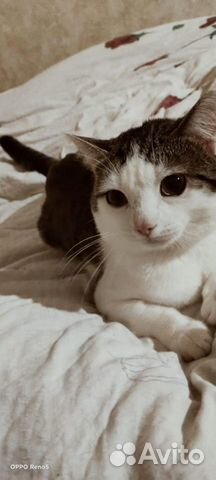 Котик Пирожок