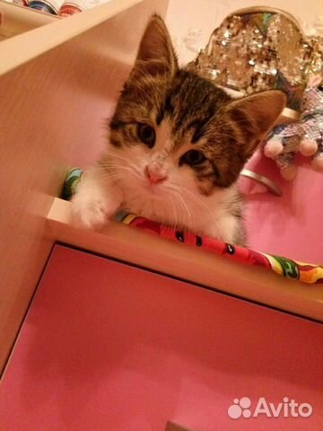 Очень классный мальчик ищет дом