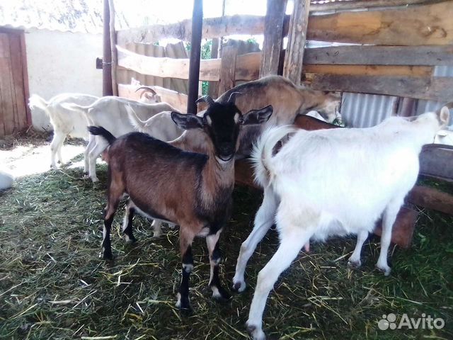 Продам козочку под покрытие