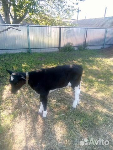 Телочка от высокоудойной коровы