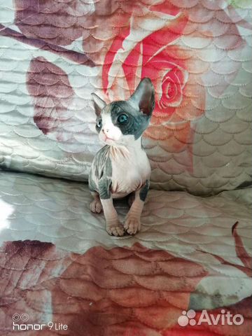 Канадский сфинкс