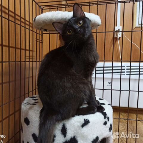 Котенок девочка Трикси ищет дом