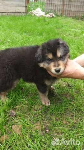 Щенок в добрые руки бесплатно