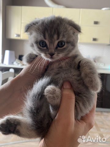Шотландские котята вислоухие и прямоухие