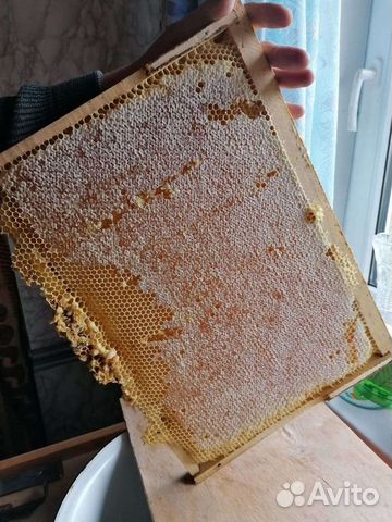 Продажа пчелосемьи