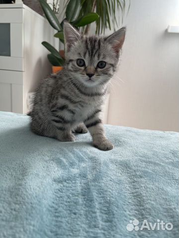 Шотладские котята