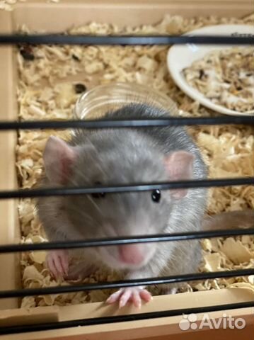 Крыса Дамбо