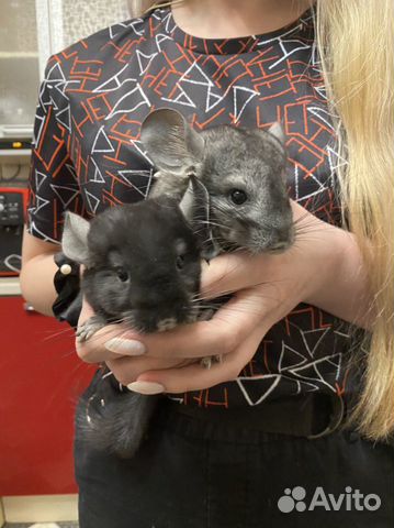 Шиншилла мальчики