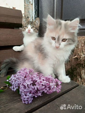 Котята бесплатно в дар