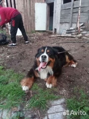 Бернский зенненхунд, Вязка