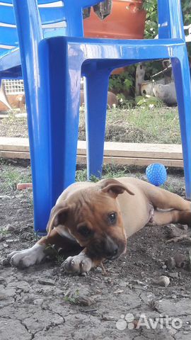 Алиментный щенок амстаффа