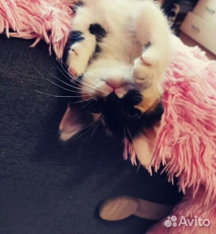 Котенок в хорошие руки
