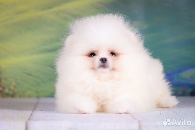Щенок белого померанского шпица