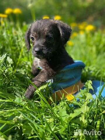 Собаки щенки