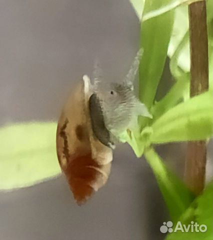 Улитка Покемон (Radix rubiginosa)