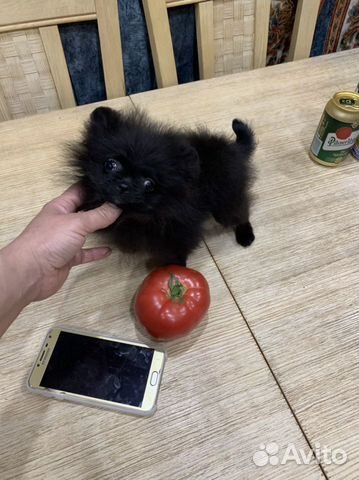 Померанский шпиц Микро Шарм