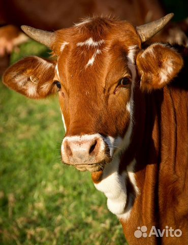Продажа коров