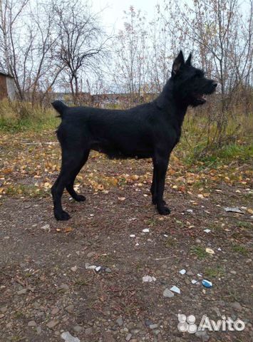 Продажа щенков ризеншнауцера