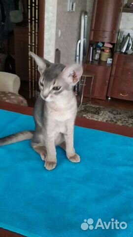Абиссинский котенок привит голубой
