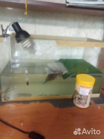 Красноухая черепаха