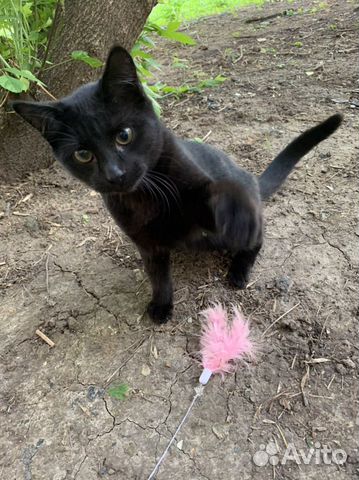 Котёнок в добрые руки