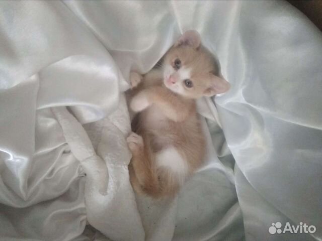 Кошка