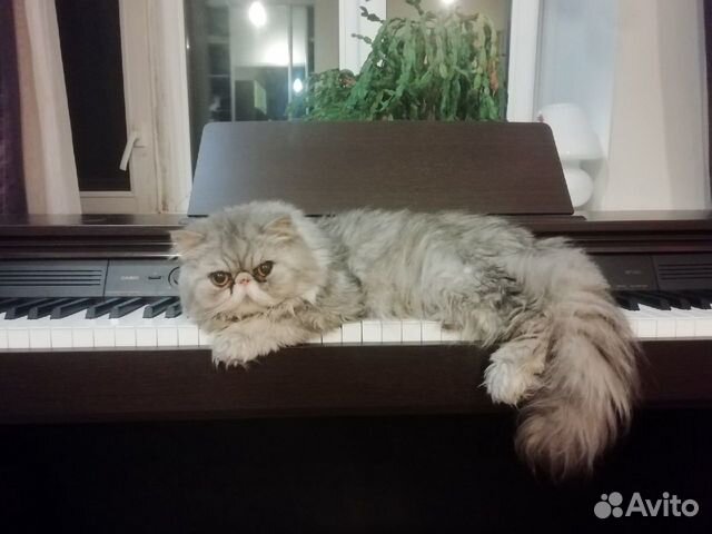 Породистый перс