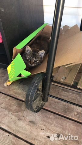 Домашние животные кошки