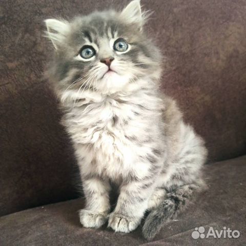 Котёнок