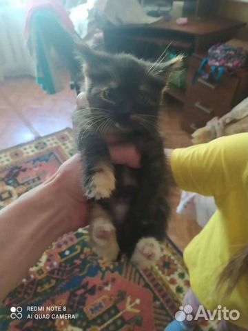 Трёхшерстная кошечка