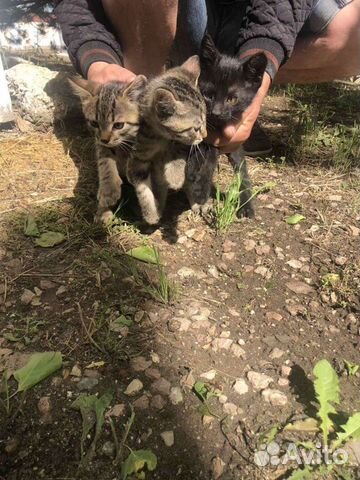 Прямоухие шотландцы