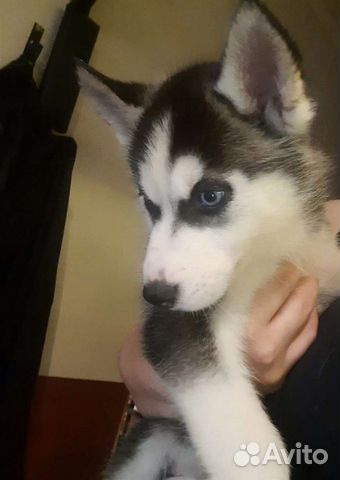 Сибирский хаски