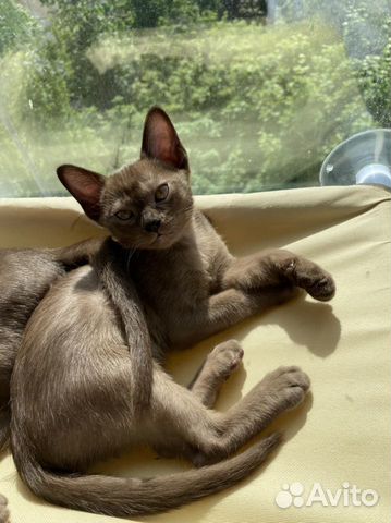Бурманские котята