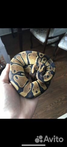 Самка королевской змеи