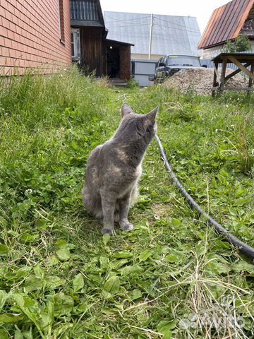 Отдаю кошку в хорошие руки