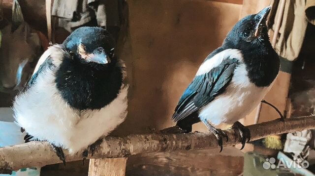 Сорочата. Птенцы сороки