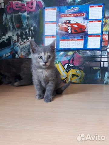 Котята британской кошки