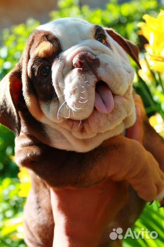 Филипп-шокотан - мальчик Бульлог