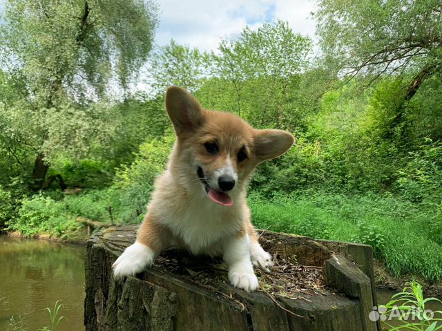 Очаровательная девочка Вельш корги пемброк