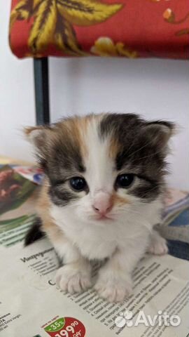 Кошка в дар