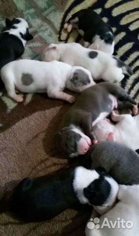 Ам Стаффорд для избранных к брони РКФ