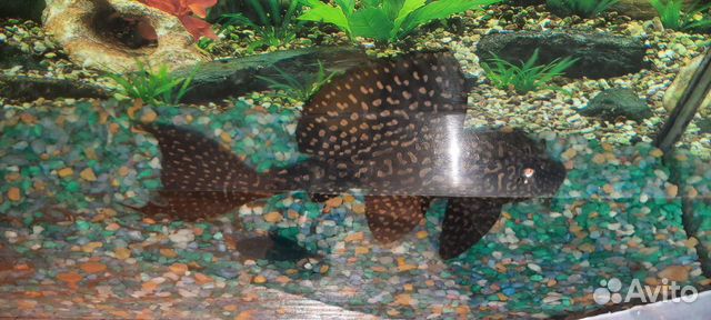 Анциструс большой