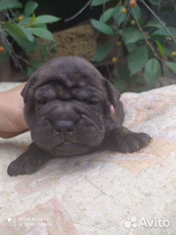 Французкий бульдог с шарпеем