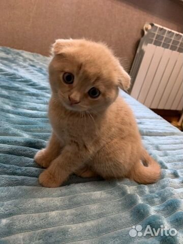 Шотланский вислоухий котенок