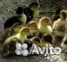 Продаются индоутята