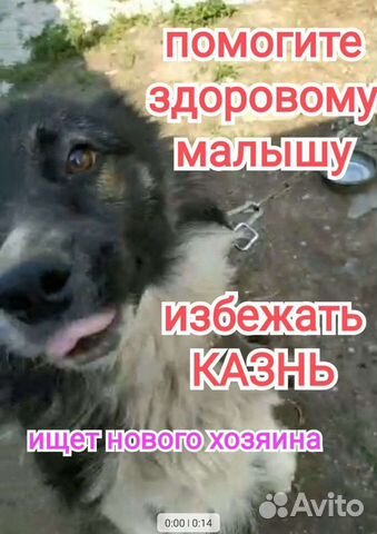 Хотят усыпить, а он - здоровый годовалый мальчик