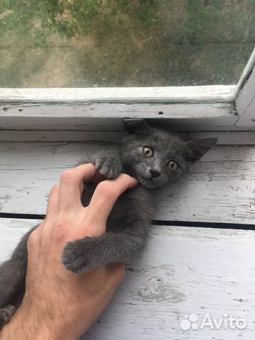 Котенок с тяжелой судьбой ищет дом