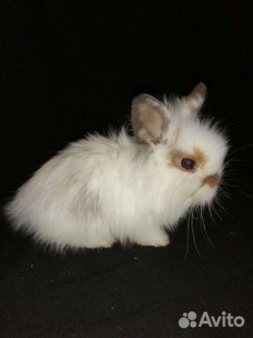 Декоративный крольченок девочка 2 месяца