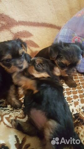 Йоркширский терьер